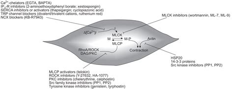 Role Of Myosin Light Chain Kinase In Smooth Muscle Contraction