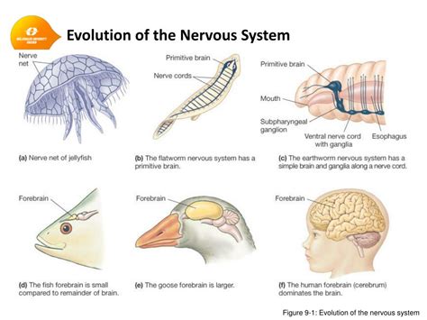 Ppt Modeling Life As Cognitive Info Computation Powerpoint