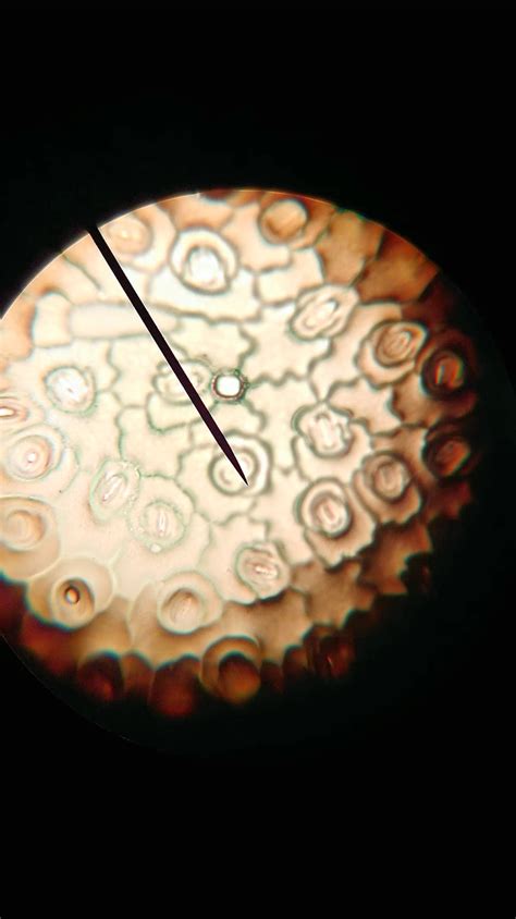 Science Is Fun Experiment To View Stomata Under Microscope