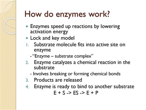 Do Enzymes Need Substrates At Andrea Mcclelland Blog