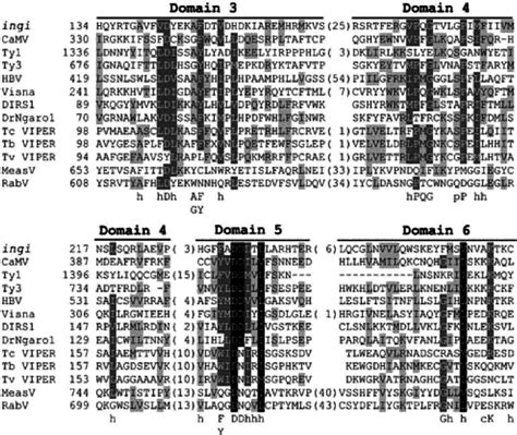 Multiple Sequence Alignment Of Members Of The RT And RNA Directed RNA Download Scientific