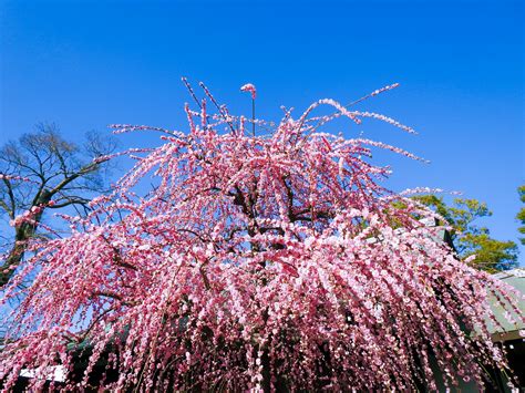 맑고 푸른 하늘 아래 분홍색 꽃이 만발합니다 사진 Unsplash의 무료 꽃 이미지