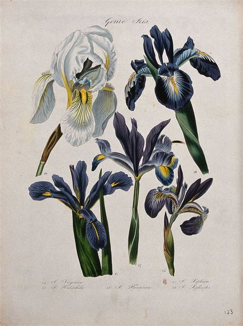 Five Types Iris Iris Species Free Photo Illustration Rawpixel