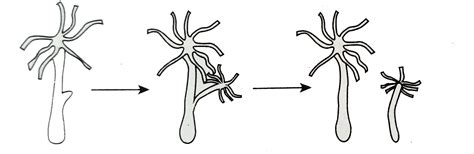 [tamil Solution] Observe The Following Diagram Identify The Organism