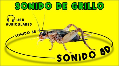 Sonido De Grillos