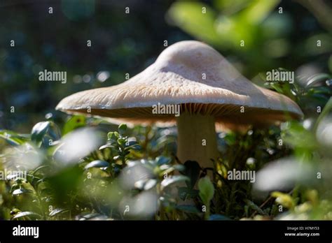 Pilz -Fotos und -Bildmaterial in hoher Auflösung – Alamy