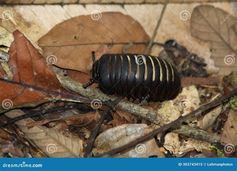 Pill Bug Millipede In Borneo Stock Image Image Of Armored Legs