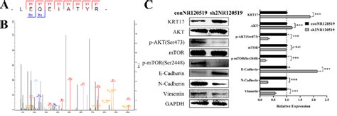 Nr120519 Repressed Krt17 Expression And Activated The Aktmtor And Emt