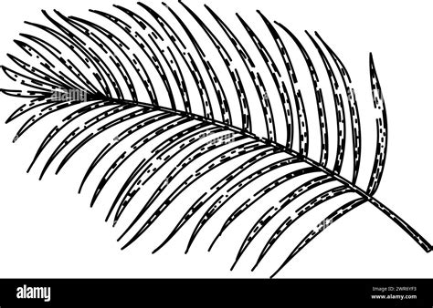 Coconut Tropical Leaf Sketch Hand Drawn Vector Stock Vector Image Art Alamy