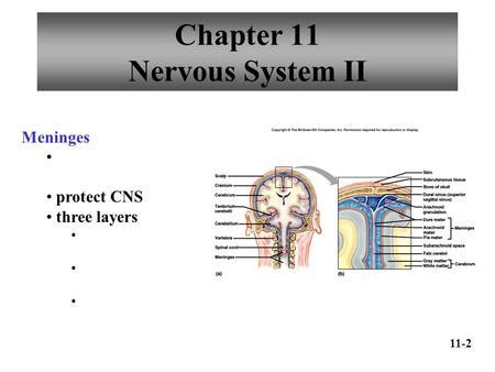 Chapter 11 Nervous System II Divisions Of The Nervous System Ppt