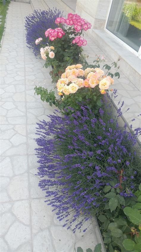 თემურ გურეშიძე ბაღის დიზაინი Garden Design By Temur Gureshidze Home Facebook