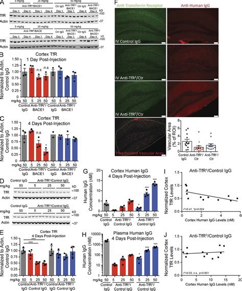 High Affinity Anti Tfr Bispecific Variants Reduce Cortical Tfr Levels Download Scientific