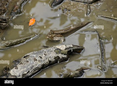 Mudskipper In Muddy Water Amid Mangrove Roots Sungai Kinabatangan Kinabatangan River Sabah