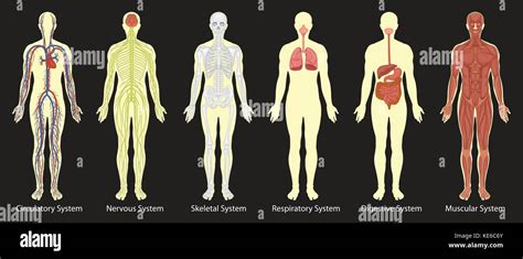 Human Visual System