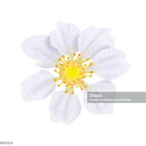 하얀 배경에 분리된 딸기 꽃 수채화 손으로 그린 그림입니다 광고 포장 메뉴 초대장 명함 엽서 인쇄 0명에 대한 스톡 벡터 아트 및 기타 이미지 Istock