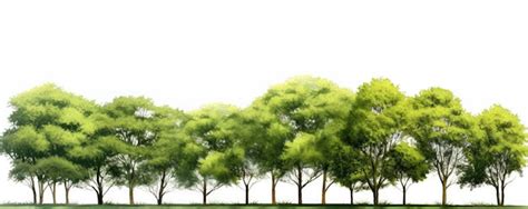 Premium AI Image Green Trees Isolated On White Background Forest And Foliage In Summer