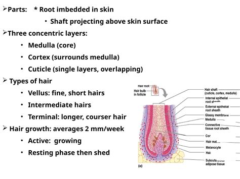 Integumentary System Structure Functions And Importance PPTX