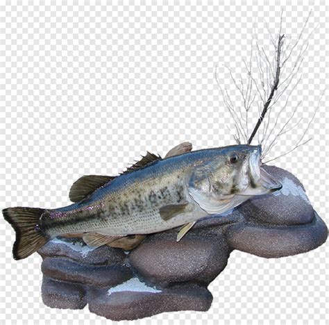 Largemouth Bass Free Icon Library