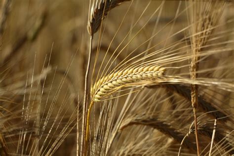 건조한 건초 곡물 골드 농업 농업 경제학 농업의 농작물 농지 농촌의 들판 매크로 밀 밀 이삭 보리 빨대 성장 수확 시골 시골 시리얼