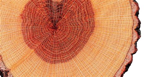 아낌없이 주는 나무야 고마워