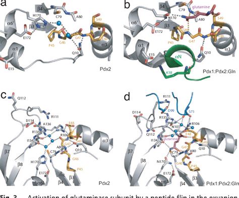 Figure 1 From Structure Of A Bacterial Pyridoxal 5′ Phosphate Synthase