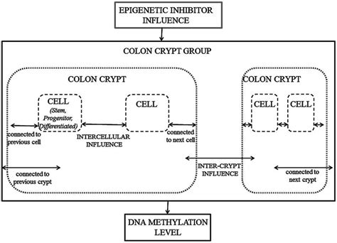 Colon Crypt Framework Simplified Structure Representation Of The