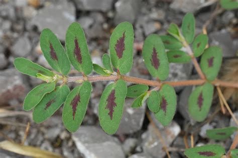 8 Spring Weeds You Must Pull Before They Flower Dengarden