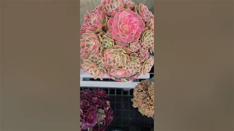 환상 ️succulent Succulentgarden Plants Gardendesign Flowers 에어니옴핑크