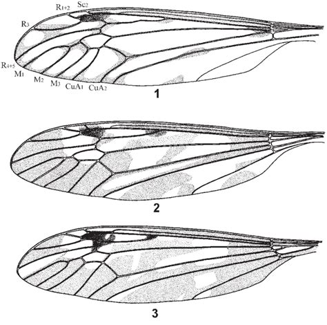 Wing 1 Tipula Emodotipula Yaoluopingensis Sp Nov 2 Tipula Download Scientific Diagram