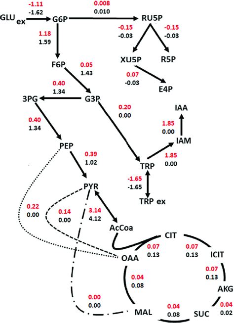 Comparison Of The Distribution Of The Carbon Flux In The Central Download Scientific Diagram