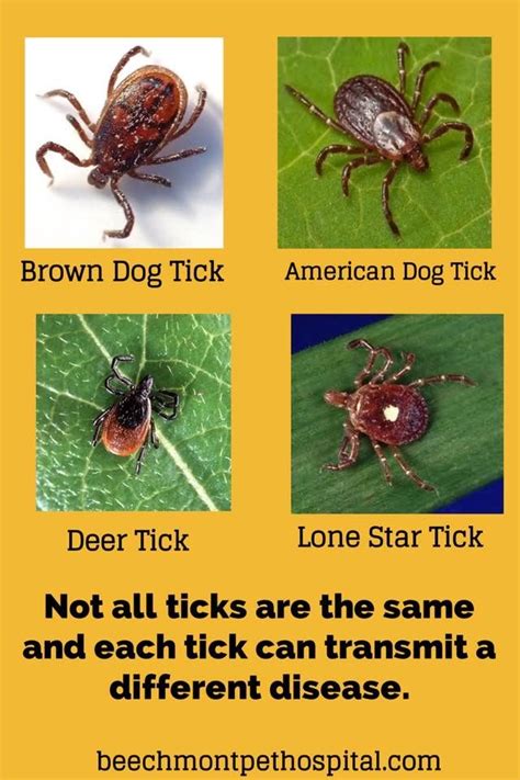 Ticks Identification Guide Kooldc