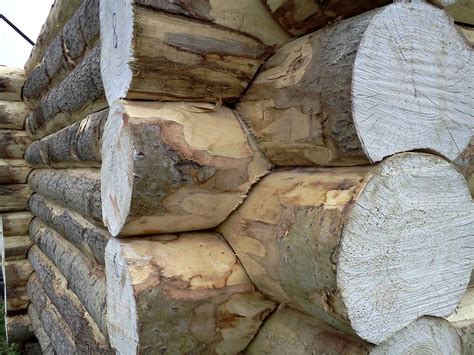 Осина для бани: плюсы и минусы сруба бани из осины, как построить ...