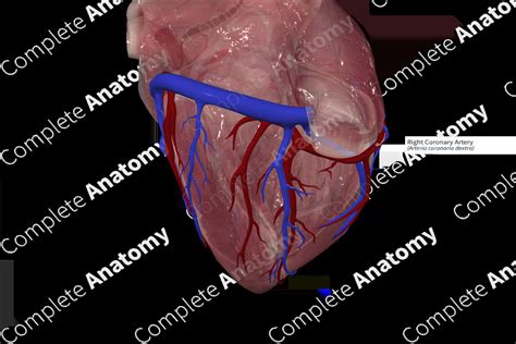 Right Coronary Artery Complete Anatomy