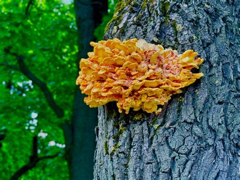 Treatment Options For Trees With Fungal Infections Heartwood Tree Care
