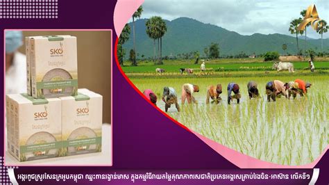 អង្ករពូជស្រូវសែនក្រអូបកម្ពុជា ឈ្នះពានរង្វាន់មាស