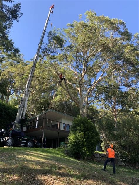 Central Coast Council Tree Removal Rules T G Tree Services