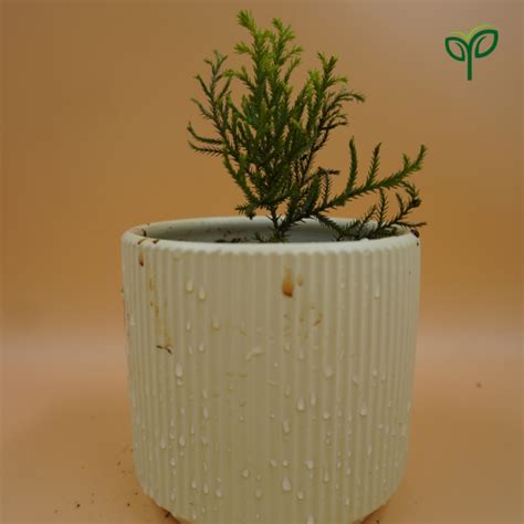 Golden Cypress Plant Sapling