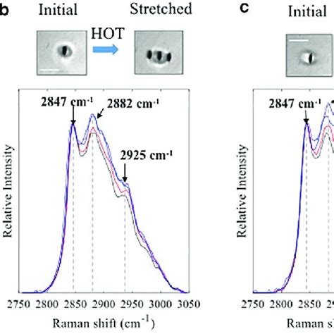 Spatially Resolved Raman Spectra Of Typical Cholpopcsm Guvs A Download Scientific Diagram