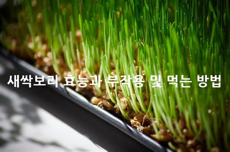 새싹보리 효능과 부작용 및 먹는 방법 생활속 꿀팁