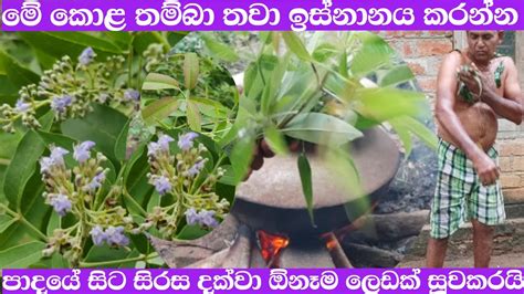 නික ශාකයේ කොල දළු කඩල තම්බා මද රස්නයෙන් ඇගපත තවා ඉස්නානය කරන්න ඕනෑම
