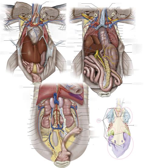 Diagram Of Eeb263 Pigeon Digestive And Respiratory Systems Quizlet