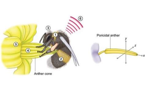 All About Buzz Pollination Buzzing About Bees