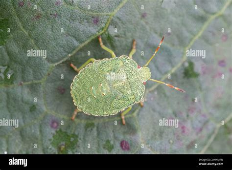Common Green Shield Bug Palomena Prasina Final Instar Nymph Uk Stock