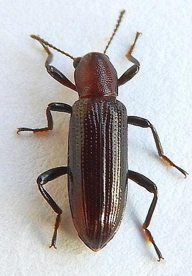 Florida Beetle For Id Talanus Bugguide Net