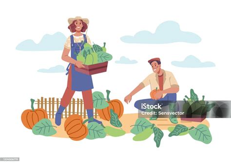현장에서 스쿼시와 호박을 모으는 농사 농장에서 남자와 여자 바구니를 가진 농부 수확 하 고 가정 정원에서 작물과 토양을 돌보는 플랫 스타일 벡터의 만화 캐릭터 건강한 생활
