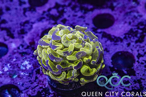 Malaysian Yellow Splatter Hammer Wysiwyg Queen City Corals