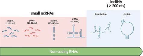 Schematic Representation Of Ncrnas Of Different Lengths Small Ncrnas