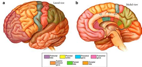 A Topography Of The Cerebral Cortex In Lateral View B