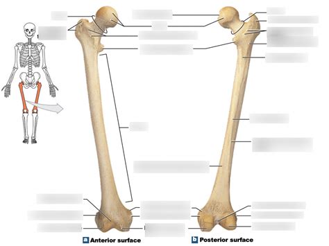 D Femur Diagram Quizlet