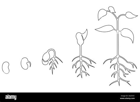 Continuous Single Line Art Drawing Of Plant Growth Processing From Seed Outline Vector Stock